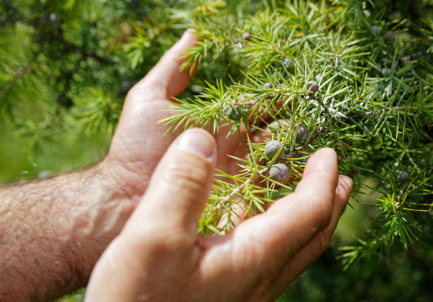 Cade Wood - Juniper Oil - Natural Ingredients | L'OCCITANE IE