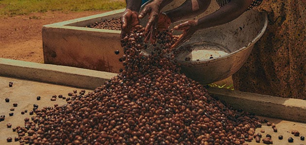 shea-producers | L'OCCITANE IE