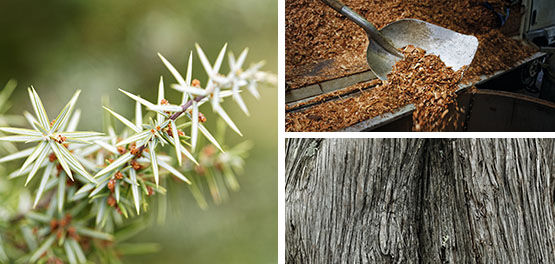 Cade Wood - Juniper Oil - Natural Ingredients | L'OCCITANE IE