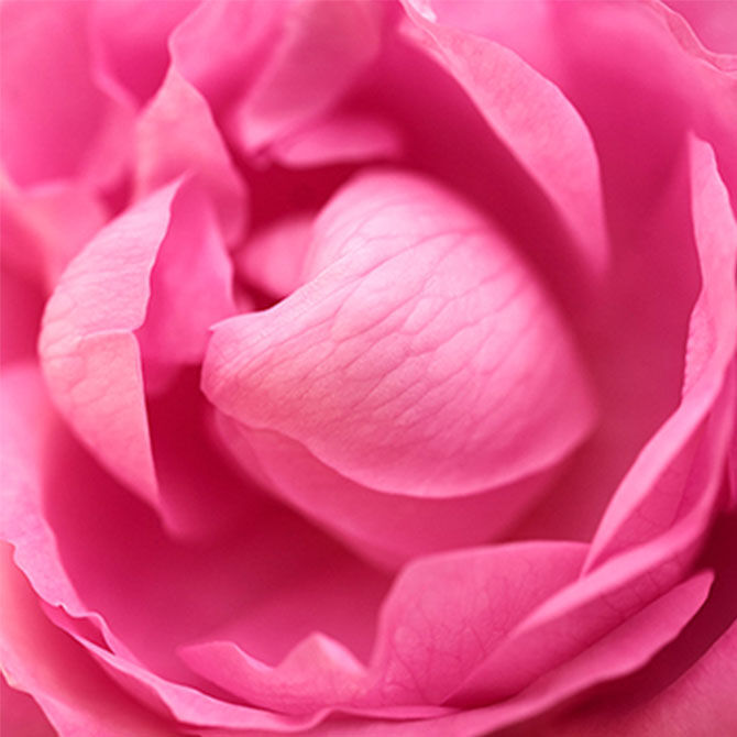 Rose | Natural Ingredients Rose Oil | L'Occitane
