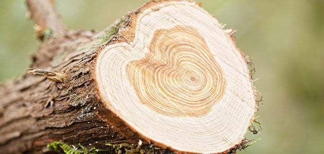 Cade Wood - Juniper Oil - Natural Ingredients | L'OCCITANE IE