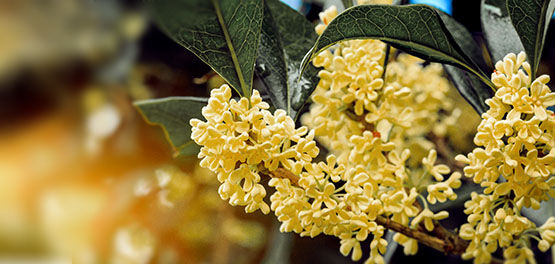 Osmanthus Perfume & Fragrance | L'OCCITANE IE